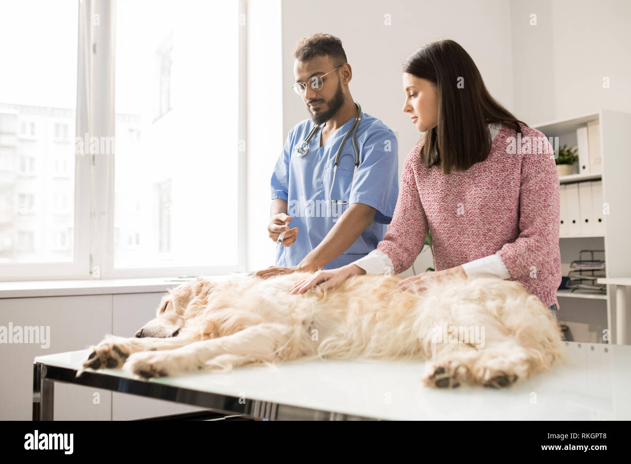 Healthcare health care vet mammal pet breed injection hi-res stock ...