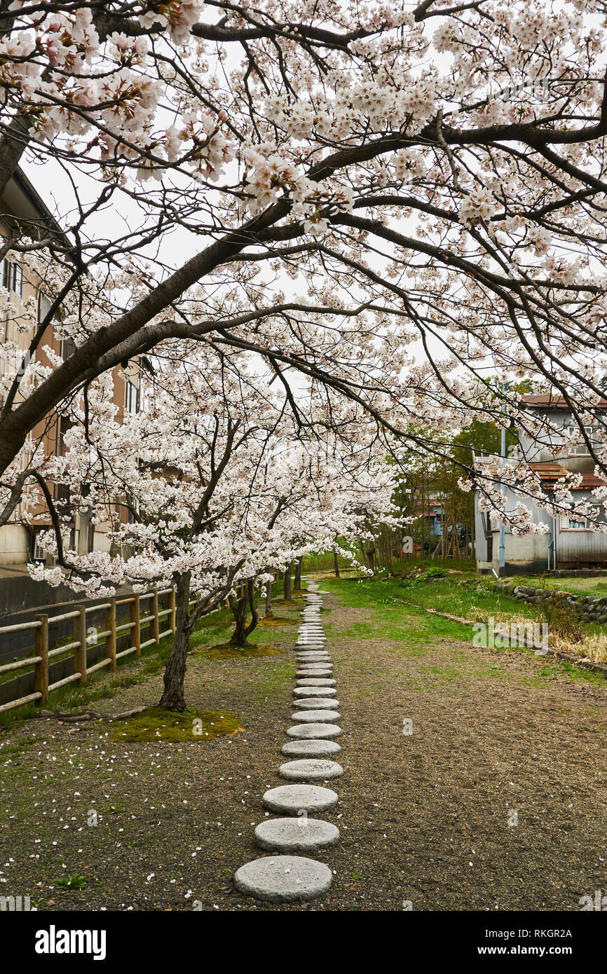 Cherry blossom sakura trees in full bloom over garden path in Takada ...