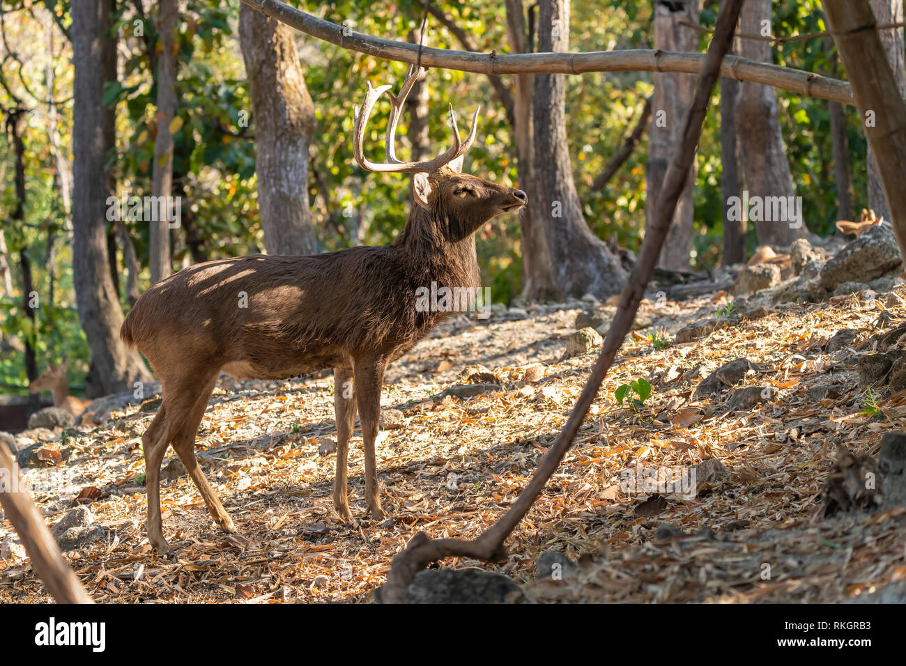 Male Eld's deer facing the sun and looking into distance Stock Photo ...