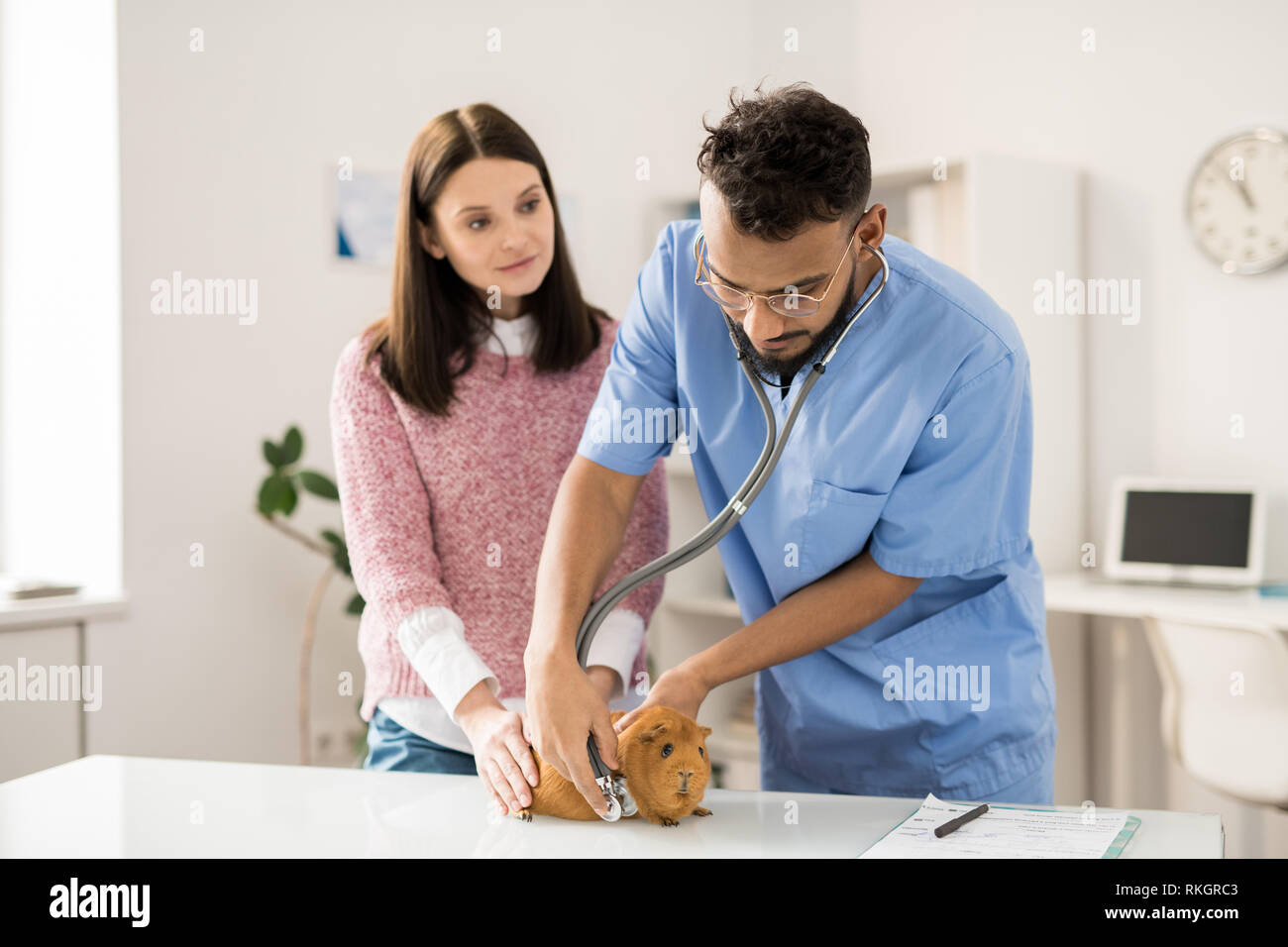 Examining sick guinea pig Stock Photo - Alamy