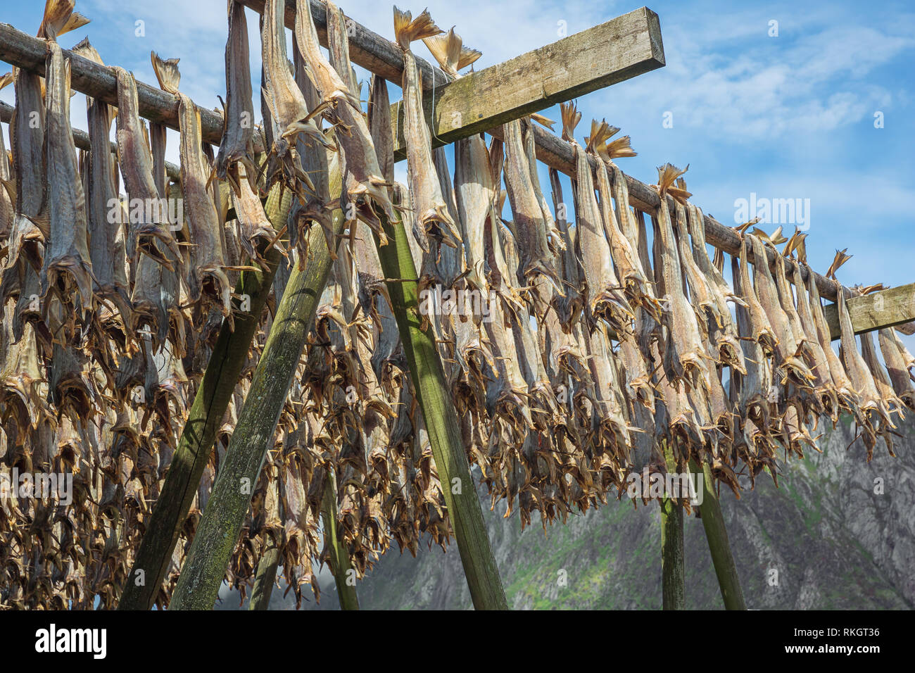 Head stockfish drying on hi-res stock photography and images - Alamy