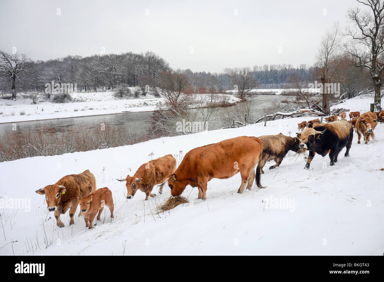 Datteln, Ruhr area, North Rhine-Westphalia, Germany - The Lippe in ...