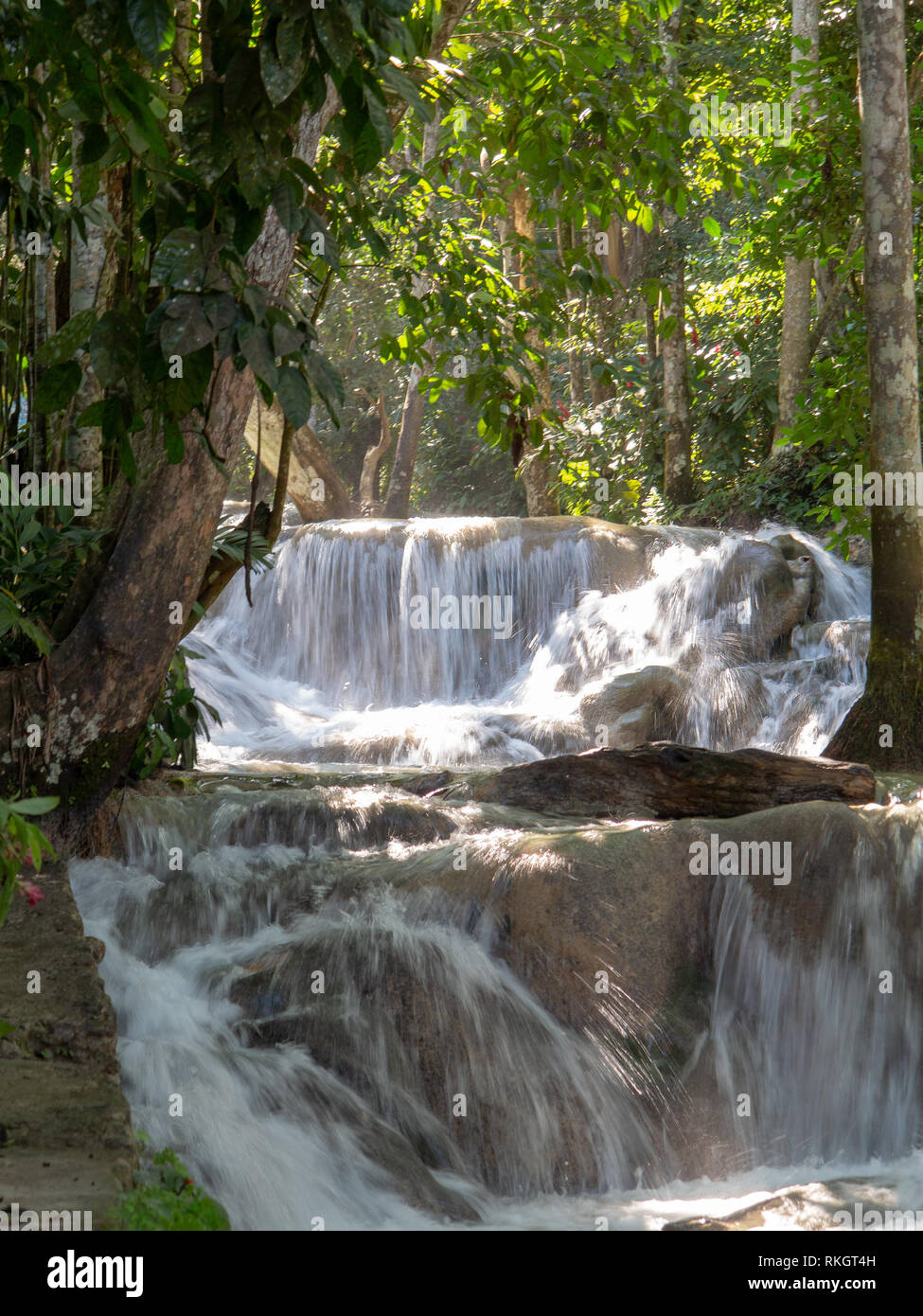 Dunns river falls flowing in forest Stock Photo - Alamy