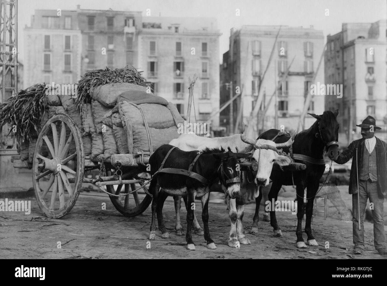 Black and white donkey cart hi-res stock photography and images - Alamy