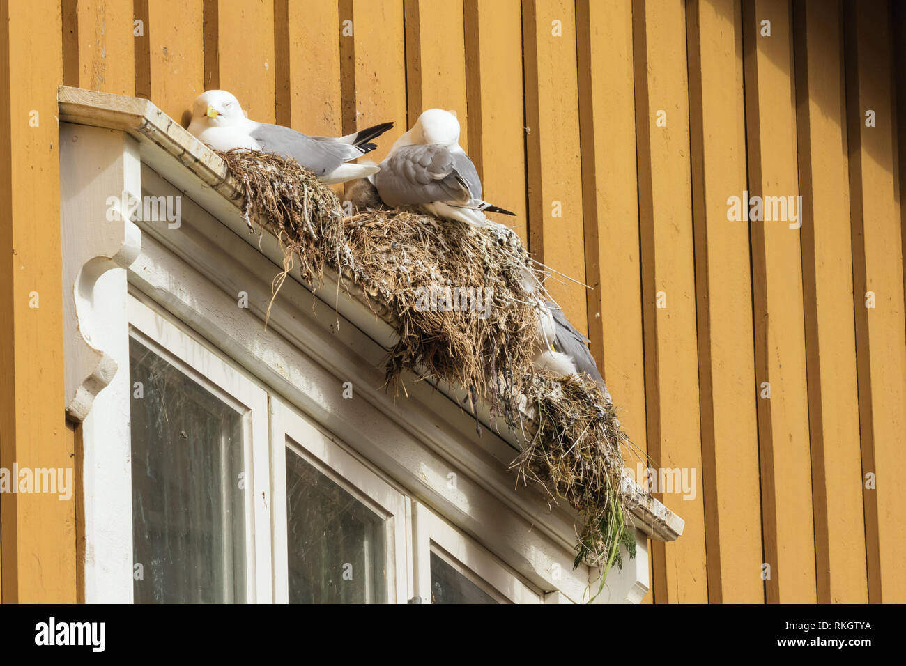 Seagulls with chick nesting above a window frame of a house in Nusfjord ...