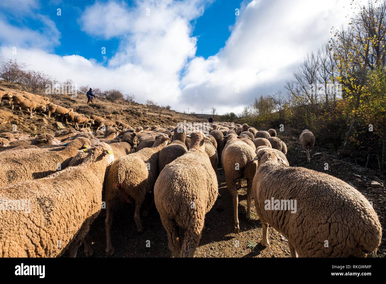 Transhumant route with sheep in the province of Soria in Spain Stock ...
