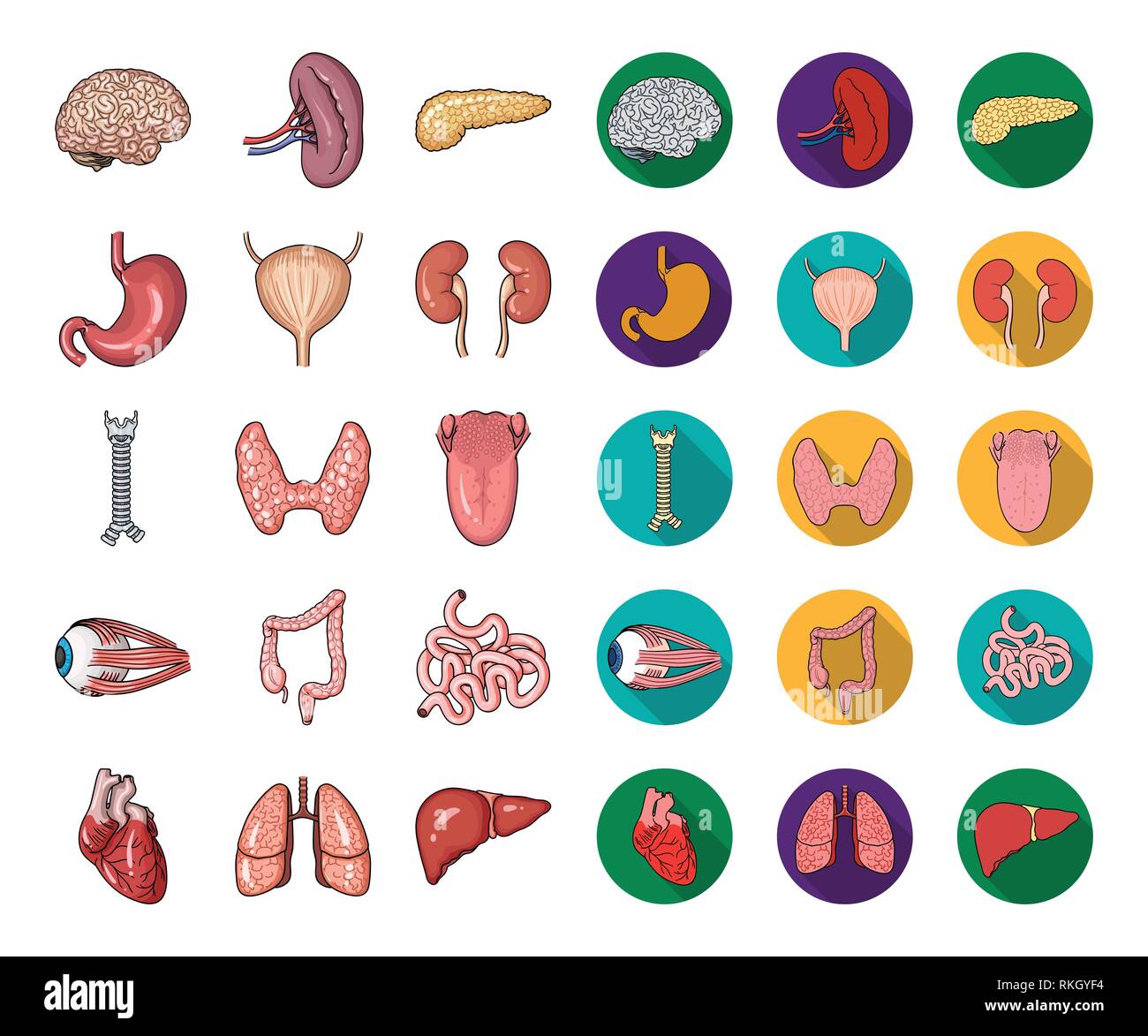 anatomy,art,bladder,body,brain,cartoon,flat,collection,design,eyeball ...
