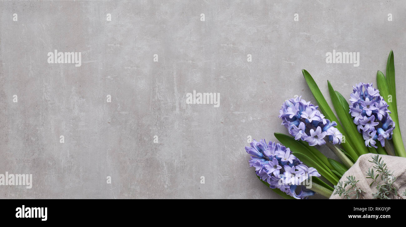 Blue hyacinth flowers on light stone background, top view with copy ...