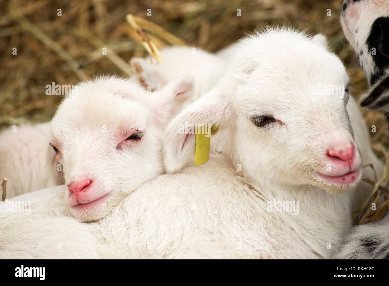 Face beautiful little white lamb hi-res stock photography and images ...