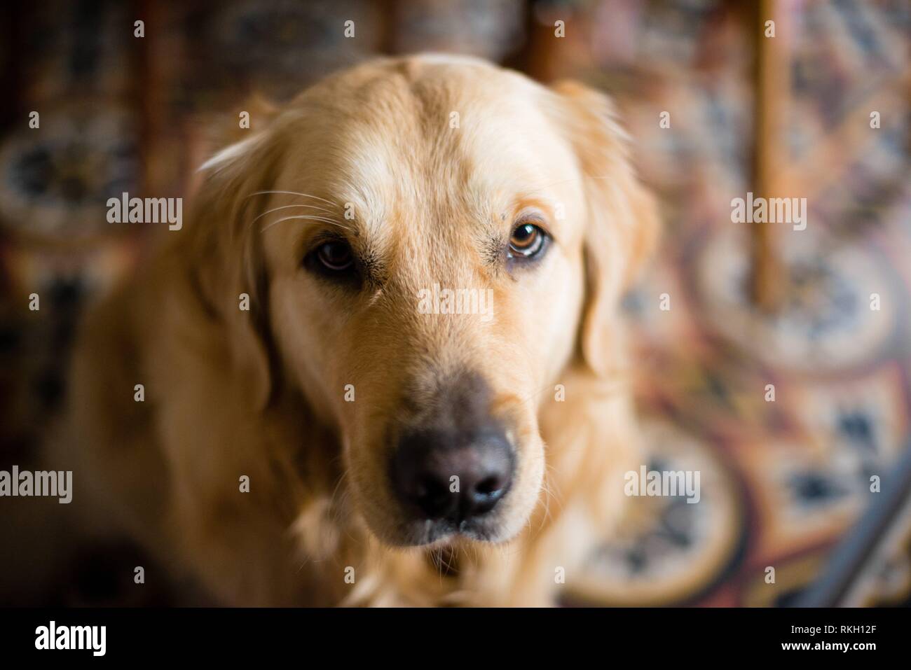 Golden retriever puppy inside home hi-res stock photography and images ...