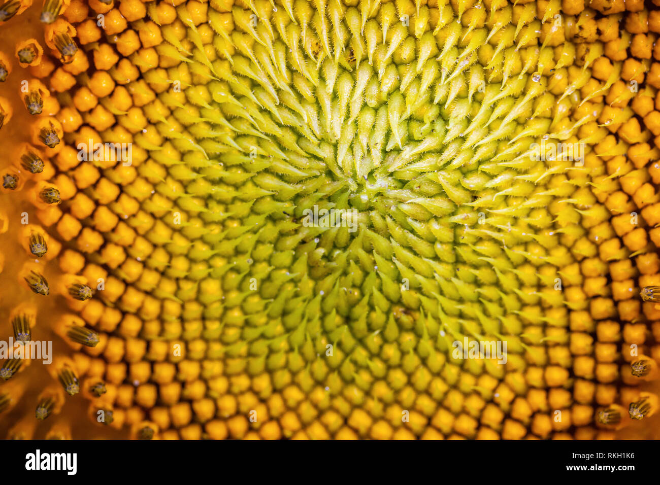 Close focus scene on center of blooming sunflower which small petal and ...