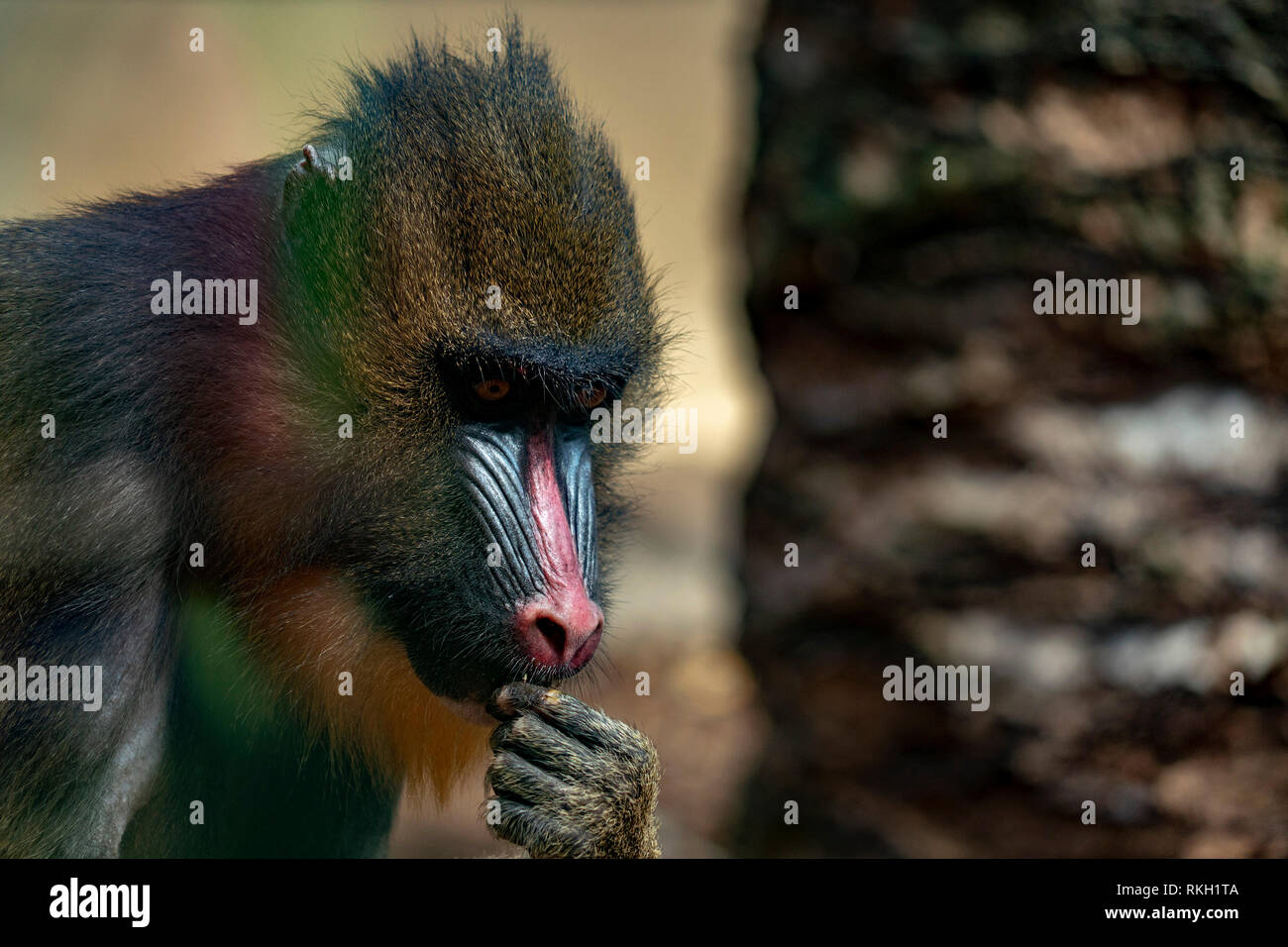 Mandrill Standing High Resolution Stock Photography and Images - Alamy