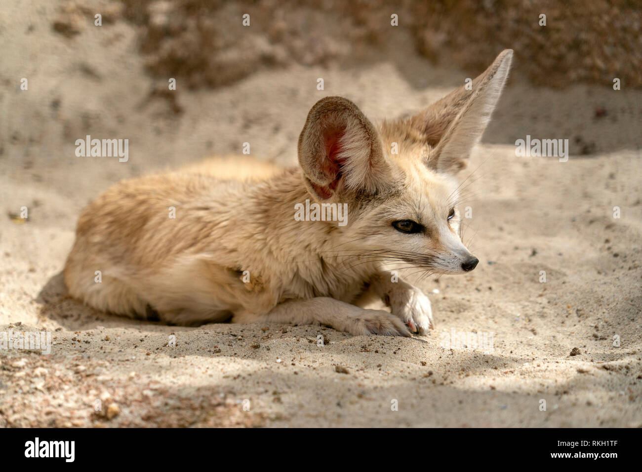 Fennec desert fox portrait looking at you Stock Photo - Alamy