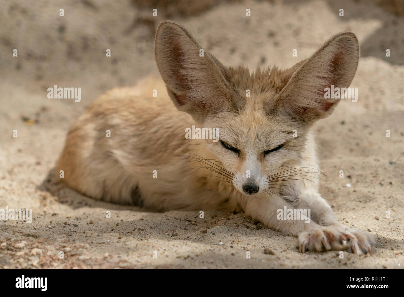 Fennec desert fox portrait looking at you Stock Photo - Alamy