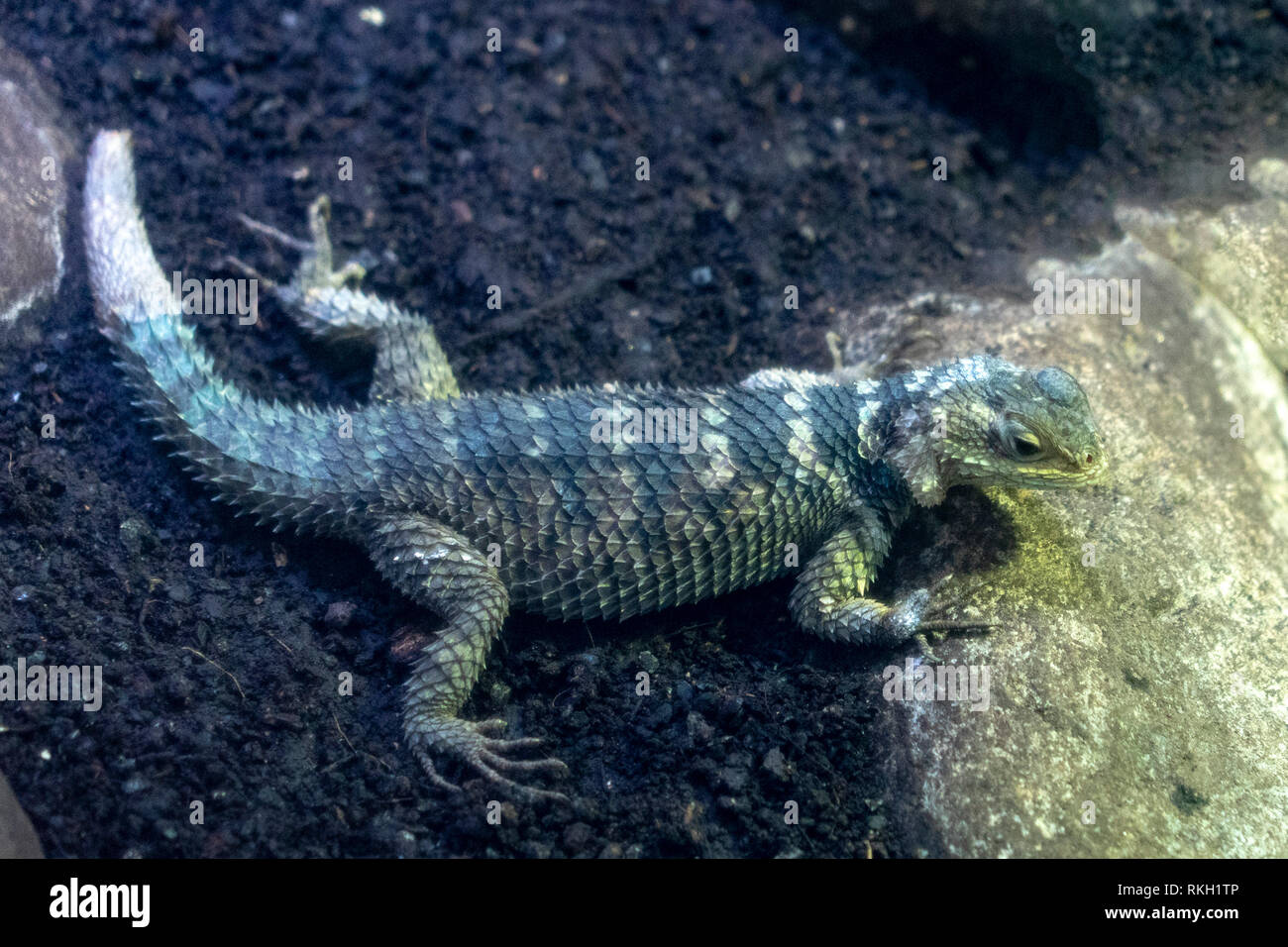 Blue spiny lizard close up portrait Stock Photo - Alamy