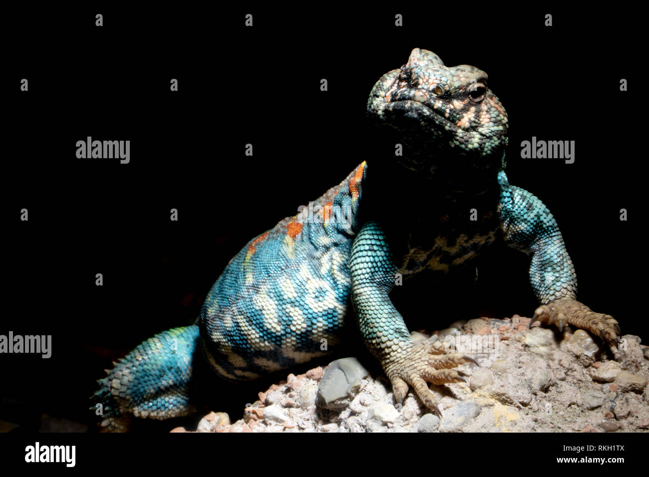 Ornate mastigure african lizard portrait isolated on black Stock Photo ...