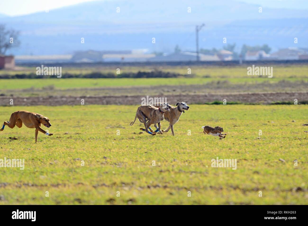 Hare greyhound hi-res stock photography and images - Alamy