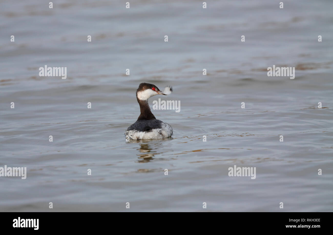 Tryst hi-res stock photography and images - Alamy