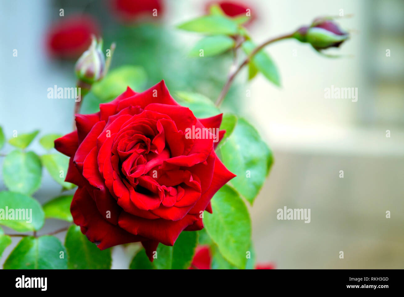 Scarlet rose hi-res stock photography and images - Alamy