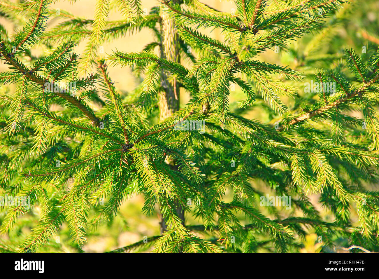 Fur tree branches hi-res stock photography and images - Alamy