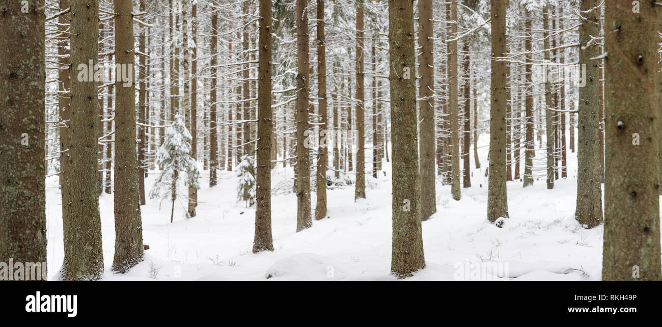 The arctic snowy forest hi-res stock photography and images - Alamy