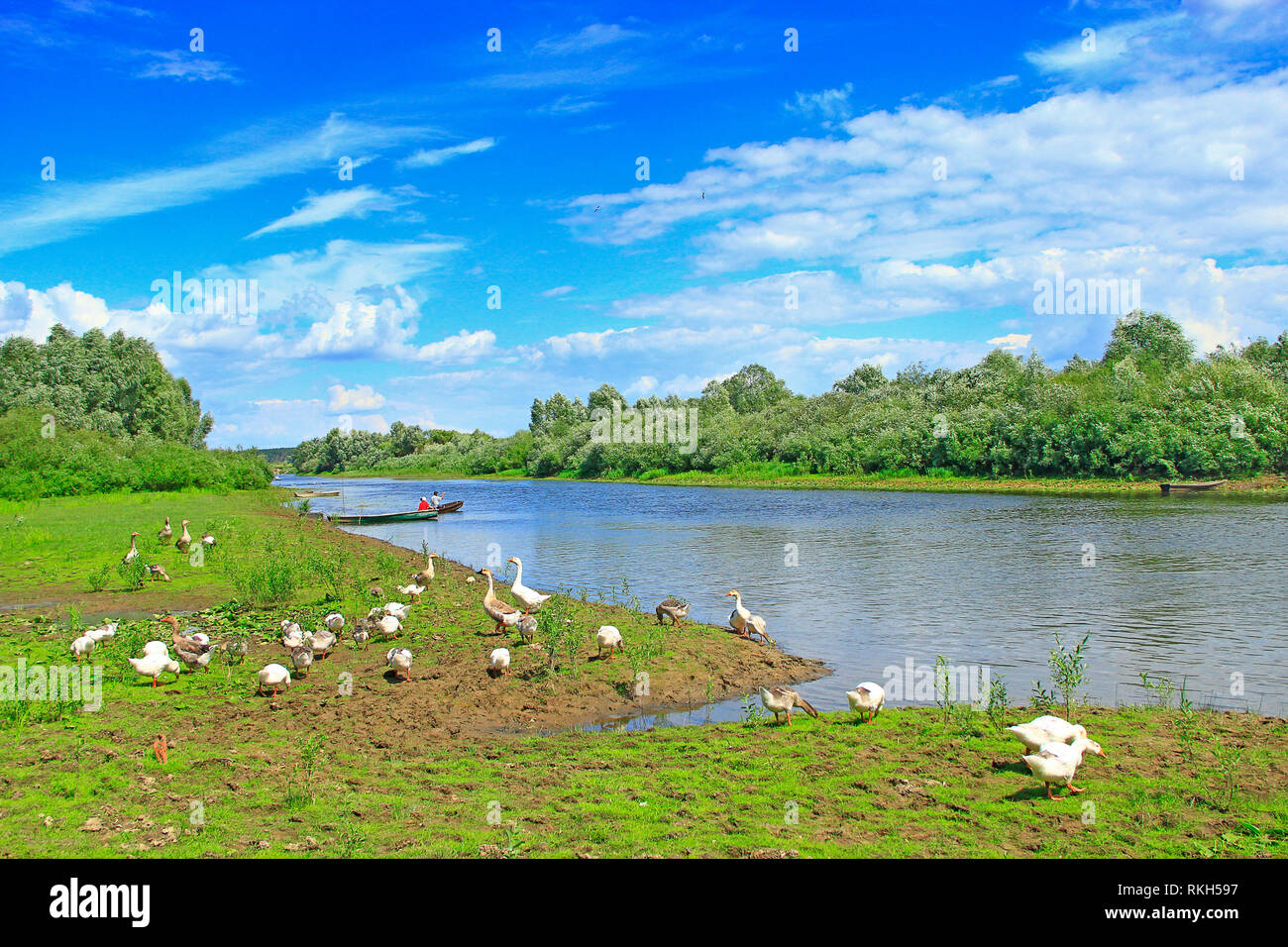 Summer landscape with river and grazing geese. Flock of geese grazes on ...