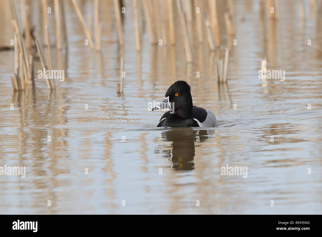 Drake Ring-necked Duck Stock Photo - Alamy
