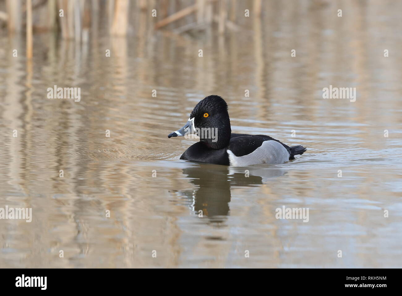 Drake Ring-necked Duck Stock Photo - Alamy