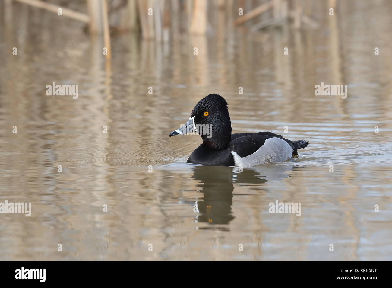 Drake Ring-necked Duck Stock Photo - Alamy