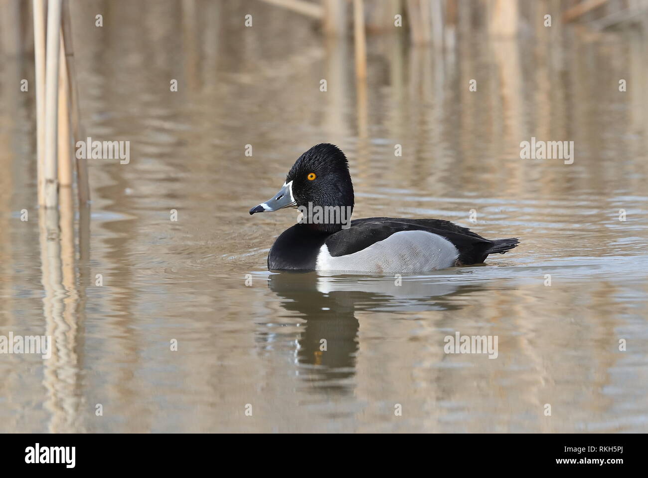 Drake Ring-necked Duck Stock Photo - Alamy