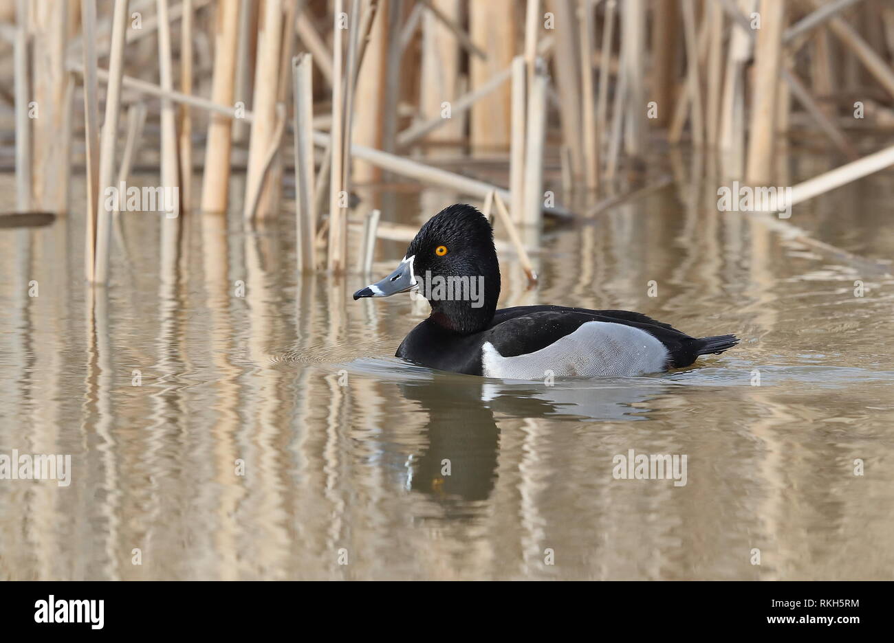 Drake Ring-necked Duck Stock Photo - Alamy