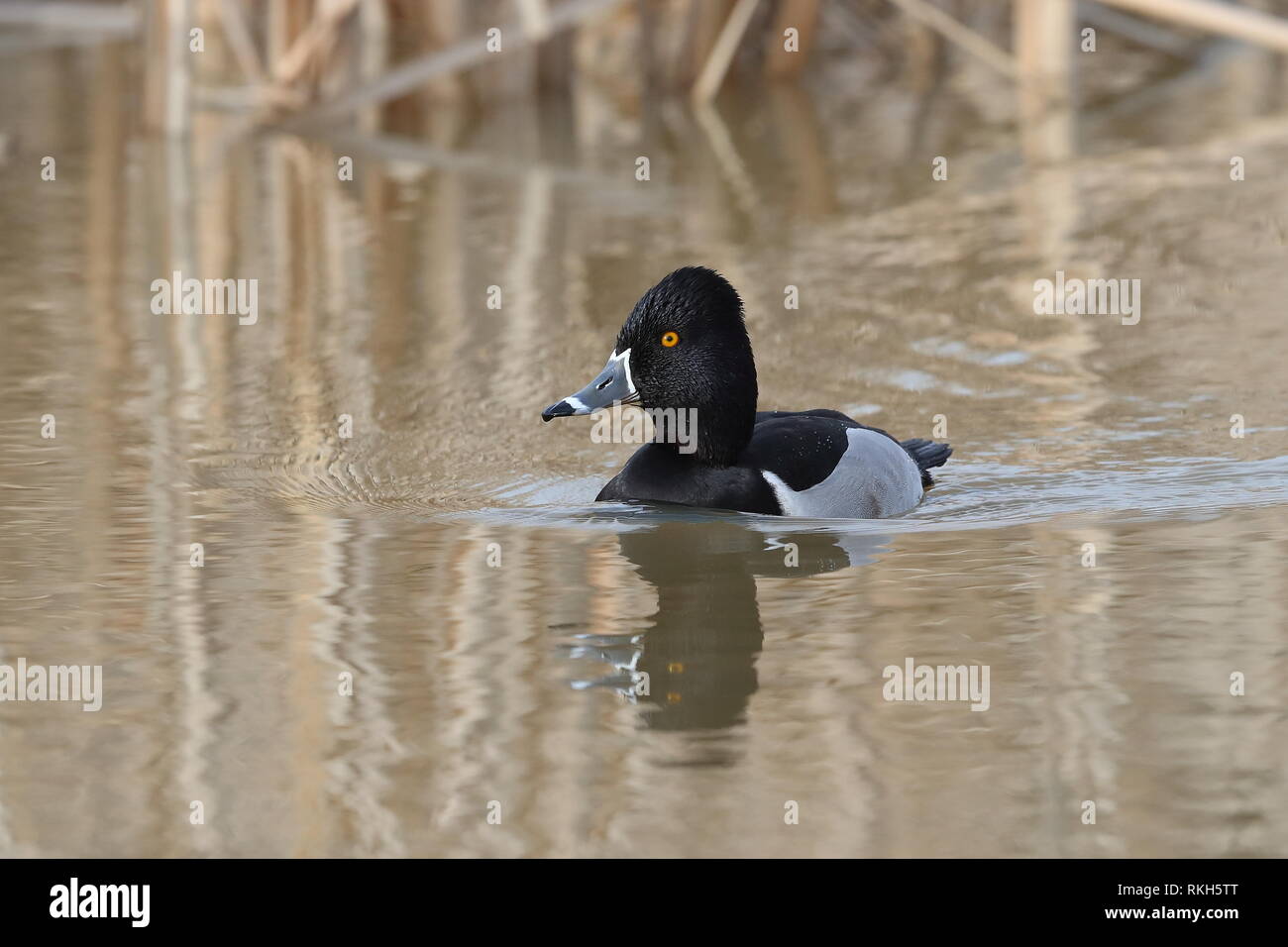 Drake Ring-necked Duck Stock Photo - Alamy