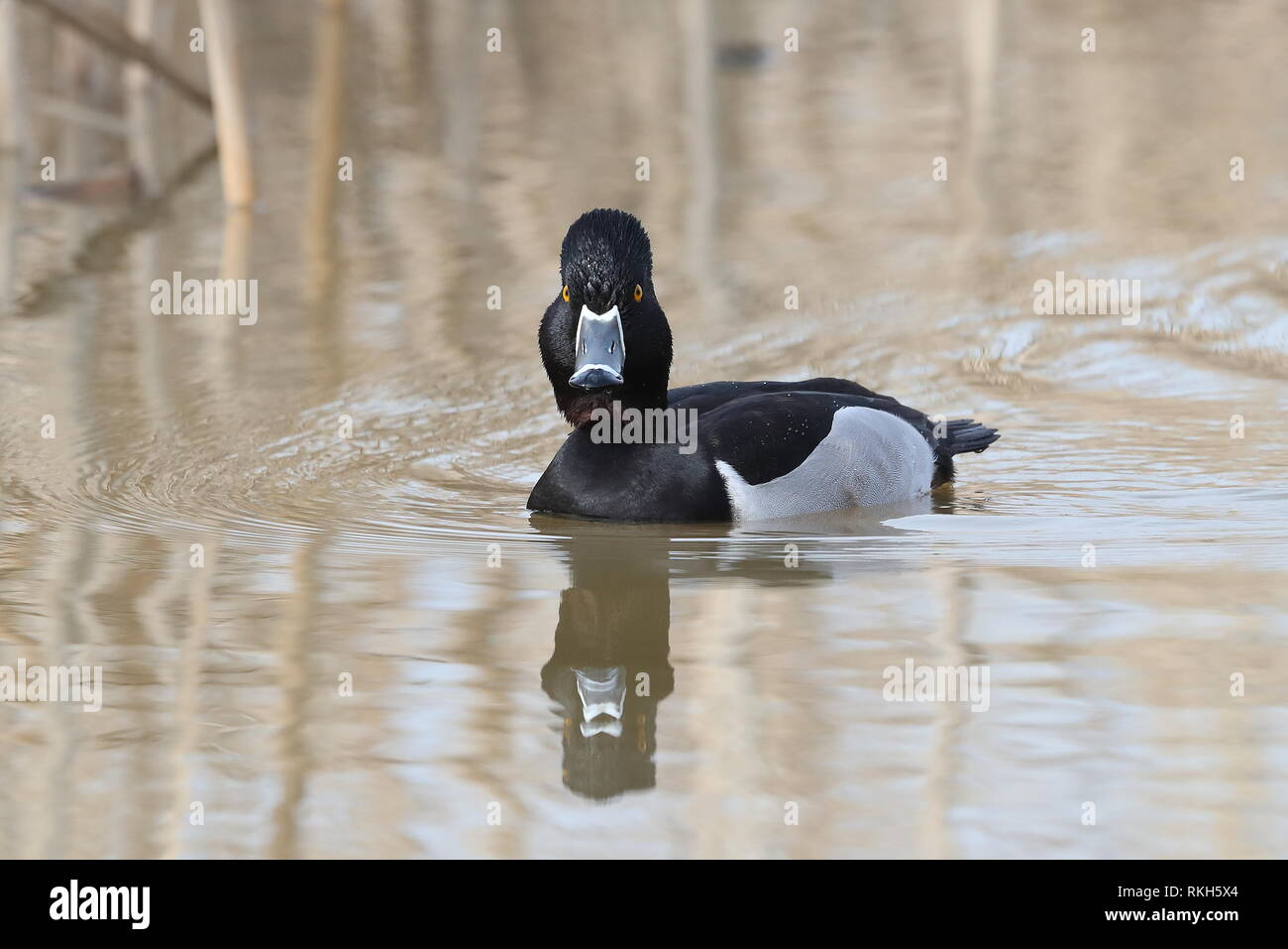 Drake Ring-necked Duck Stock Photo - Alamy
