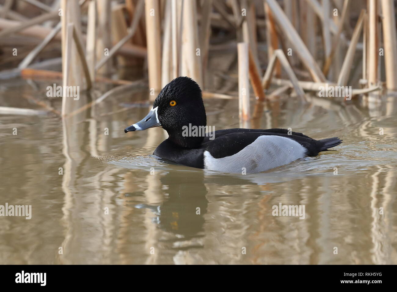 Drake Ring-necked Duck Stock Photo - Alamy