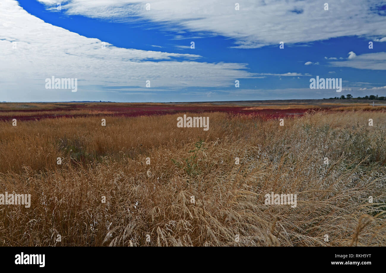 Field with colorful herbs under blue skies with white clouds. Ukraine ...