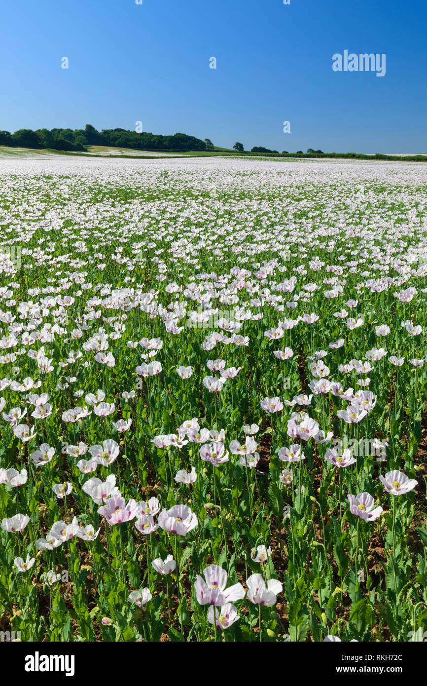 Opium poppies captured at West Morden in Dorset Stock Photo - Alamy