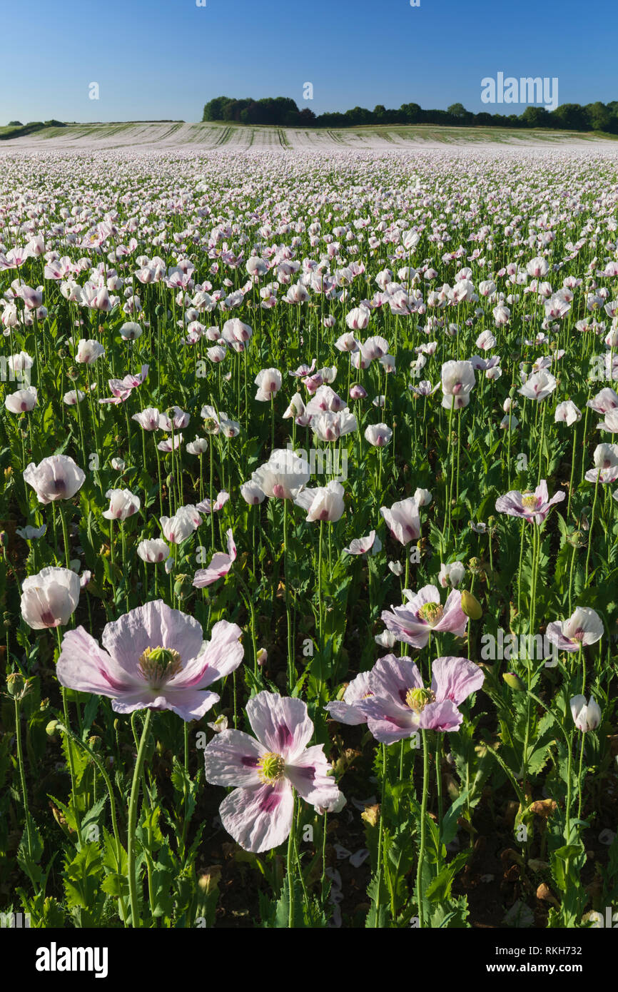 Opium poppies captured at West Morden in Dorset Stock Photo - Alamy