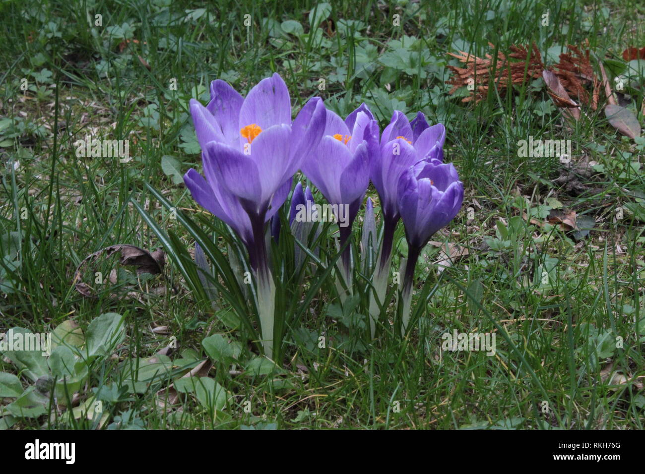 Violet-flowering Garden Crocus (Crocus Hybrid) in a garden at ...