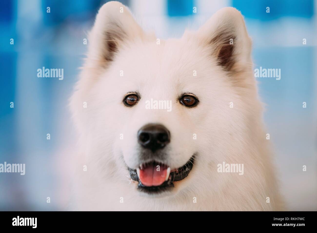 Happy samoyed hi-res stock photography and images - Alamy