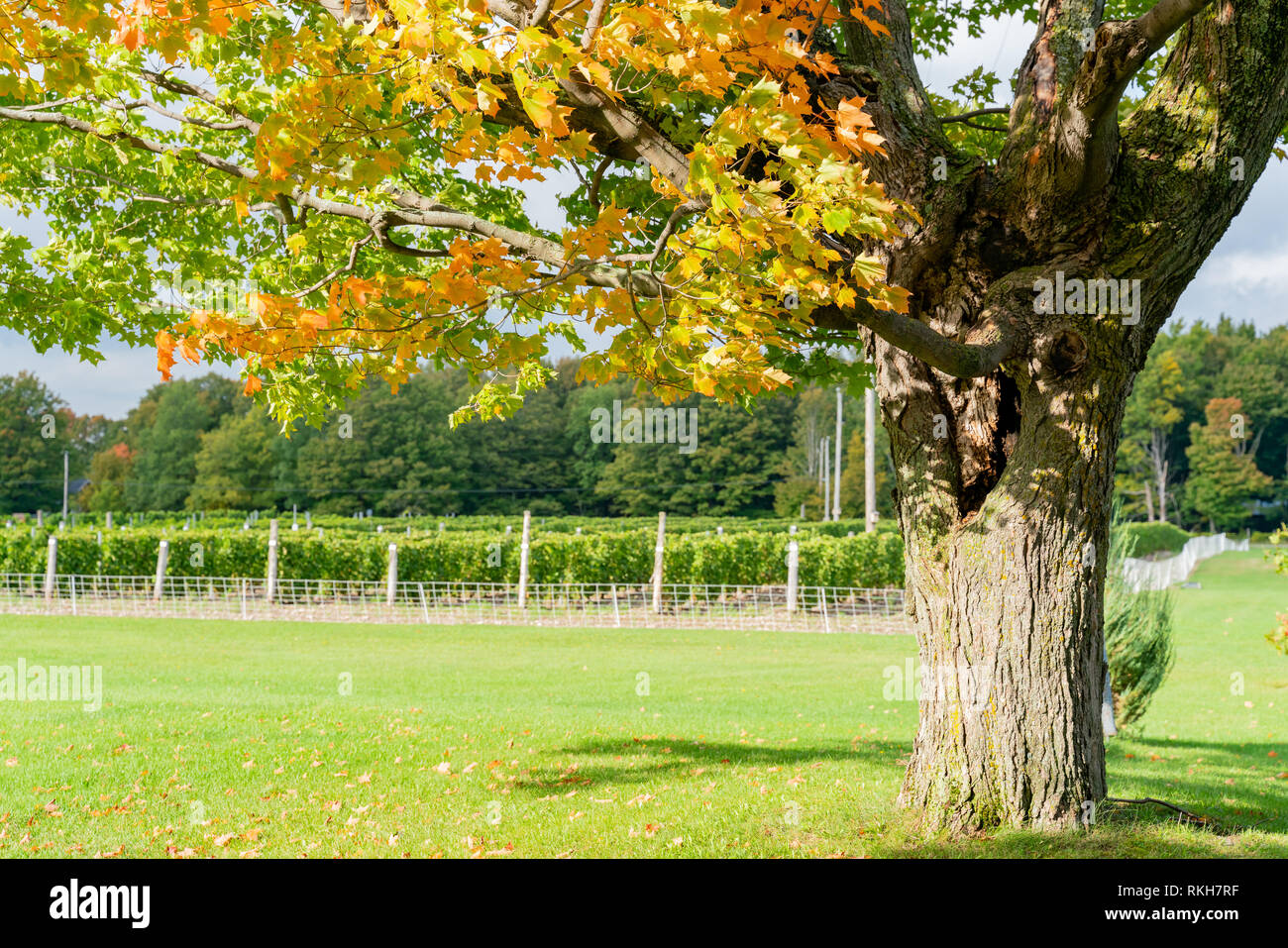 Close up shot of maple tree in a winery at Montreal, Quebec, Canada ...