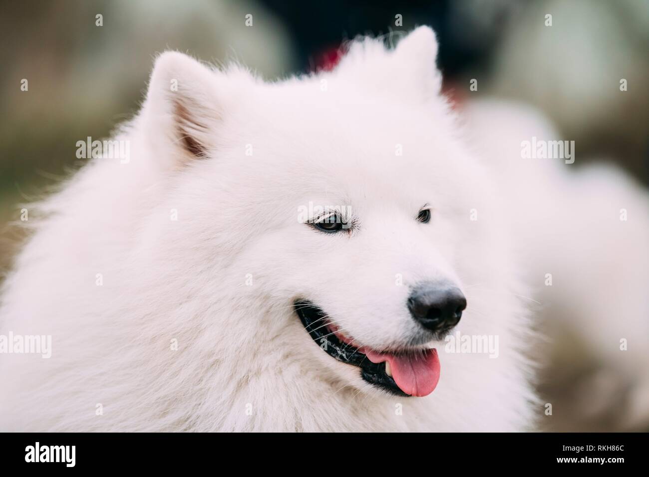 White samoyed hi-res stock photography and images - Alamy