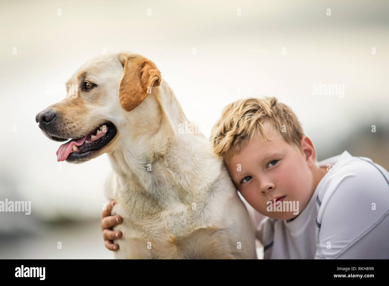 Golden labrador foreground hi-res stock photography and images - Alamy