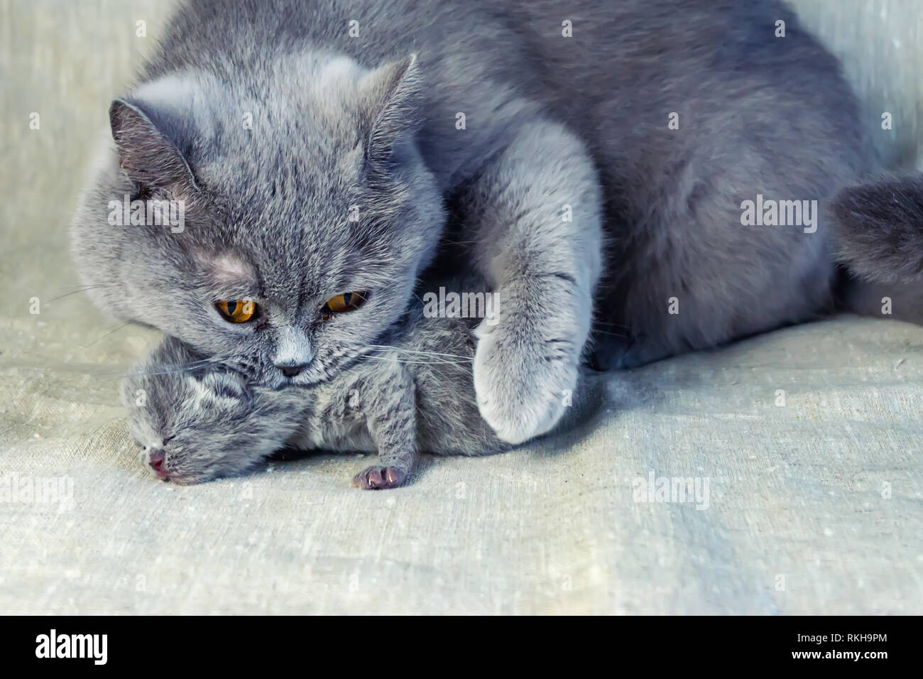 Blind kitten hi-res stock photography and images - Alamy