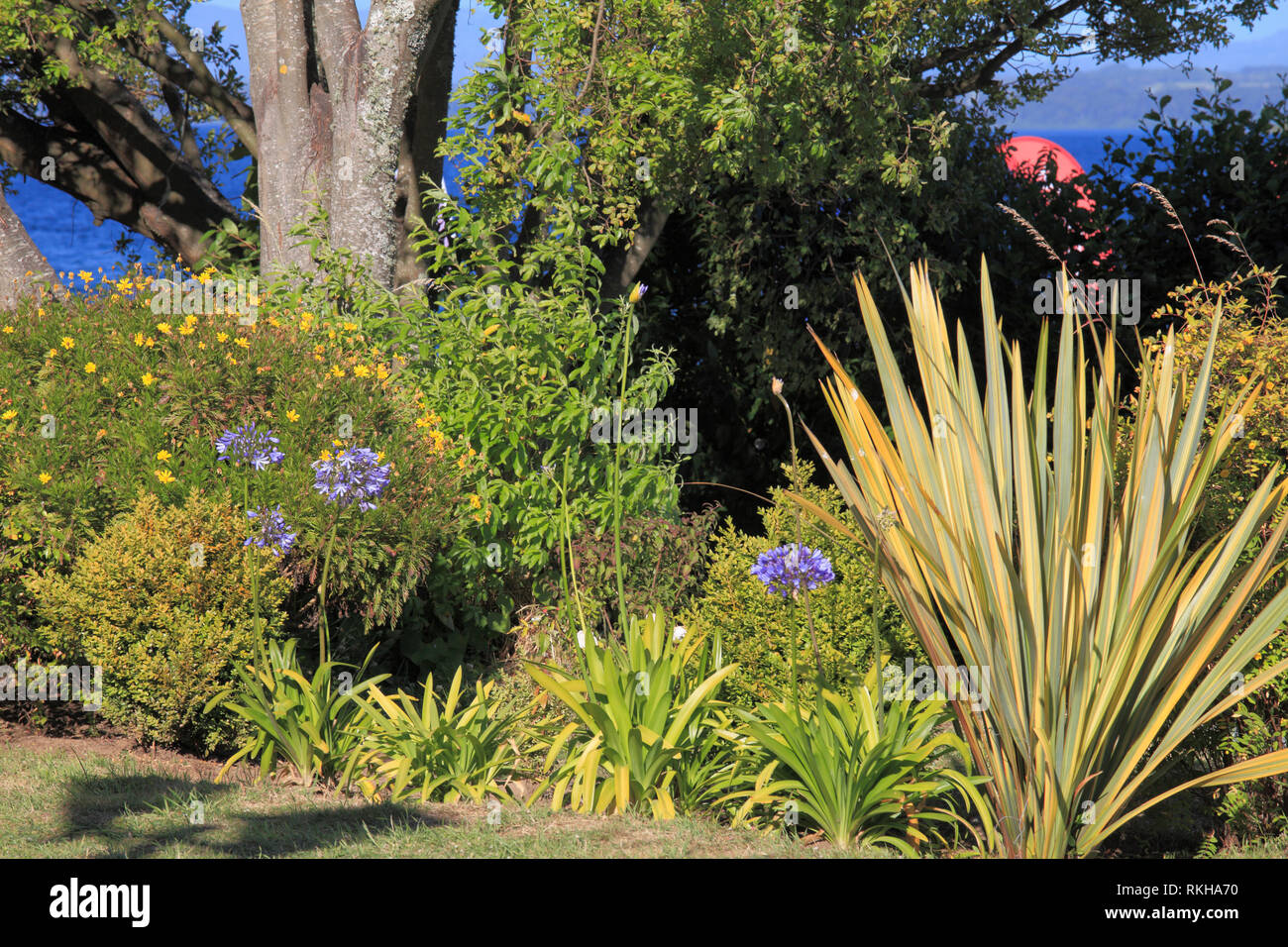 Chile, Lake District, Puerto Varas, flowers, flora, vegetation Stock ...
