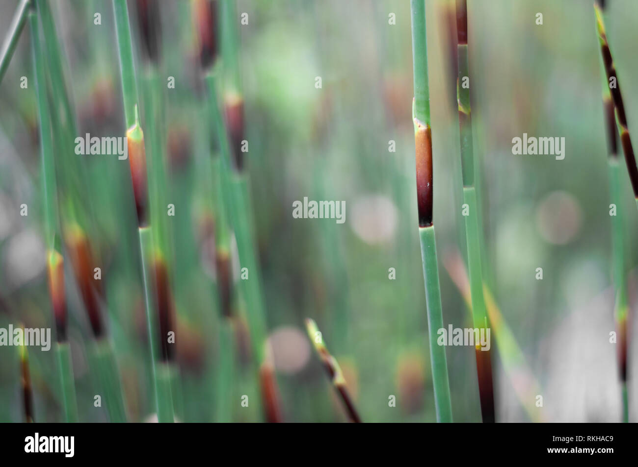 Different perspectives of reeds Stock Photo - Alamy