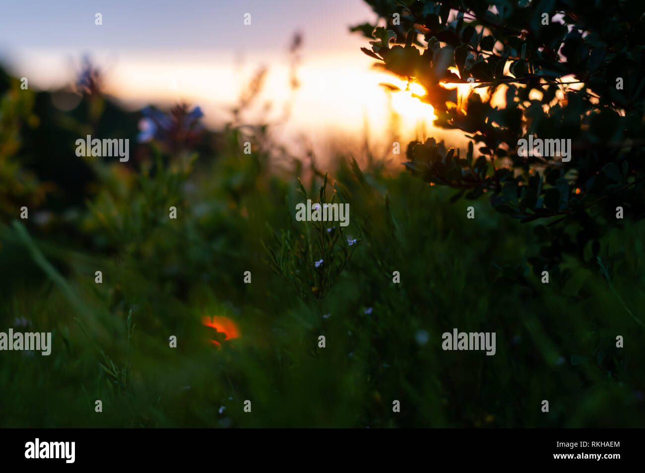 The sunset capture through some leaves Stock Photo - Alamy