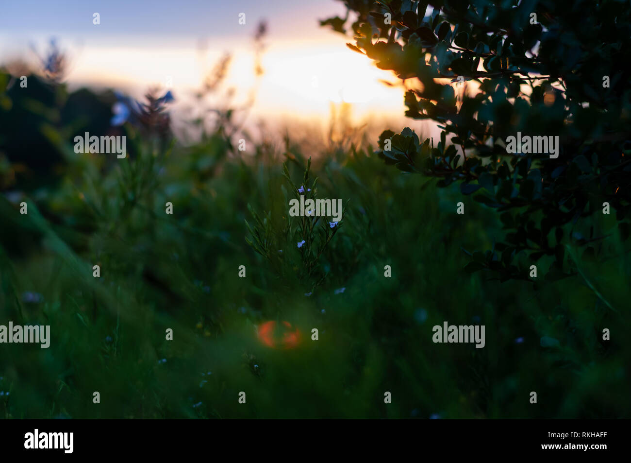 The sunset capture through some leaves Stock Photo - Alamy