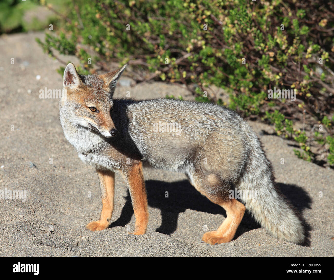 Fox fauna hi-res stock photography and images - Alamy