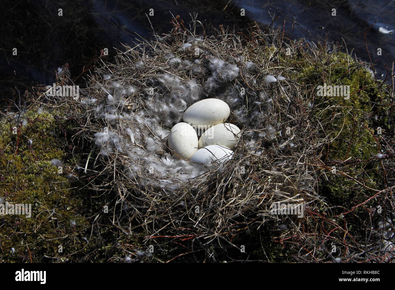 Egg laying goose hi-res stock photography and images - Alamy