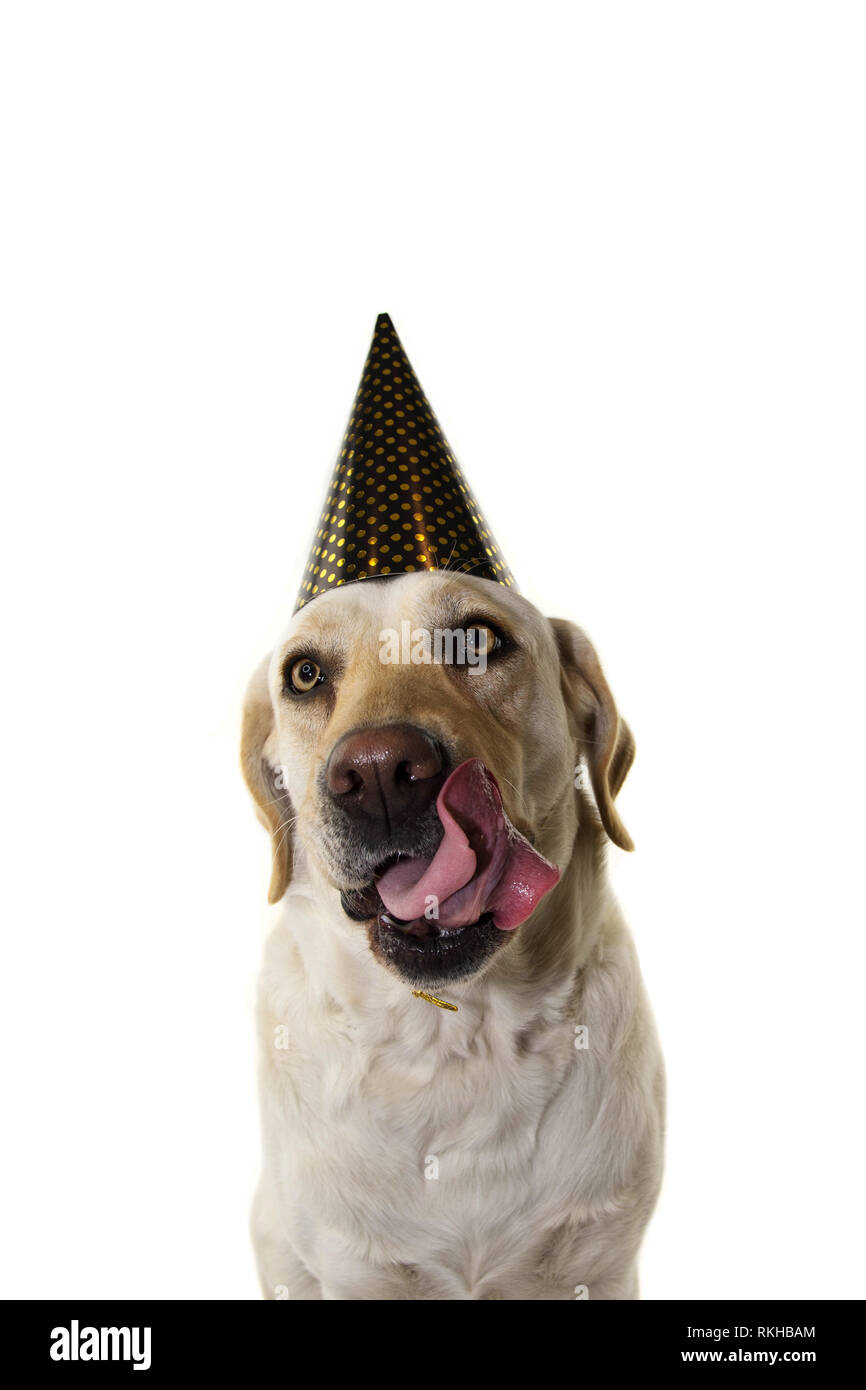 DOG NEW YEAR OR BIRTHDAY PARTY HAT. FUNNY LABRADOR LINKING WITH TONGUE ...